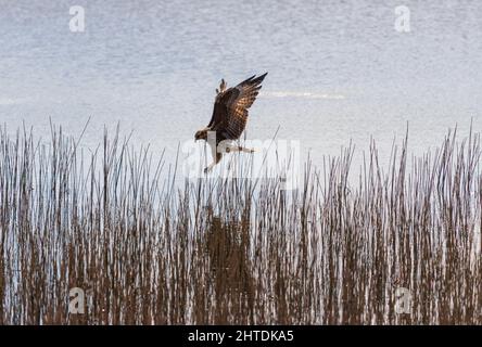 An an amazing shot of a hawk swooping down above water surface Stock ...