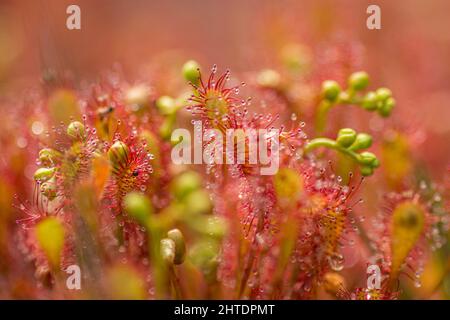 Closeup shot of drosera intermedia in a blurry background Stock Photo ...