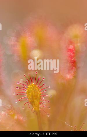 Vertical shot of drosera intermedia in a blurry background Stock Photo ...