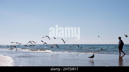 A white stork walking at the beach Stock Photo - Alamy