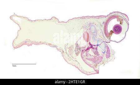 Tadpole Metamorphosis, A series of microscope slide sections taken of ...