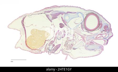 Tadpole Metamorphosis, A series of microscope slide sections taken of ...