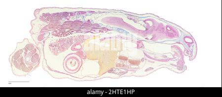 Tadpole Metamorphosis, A series of microscope slide sections taken of ...