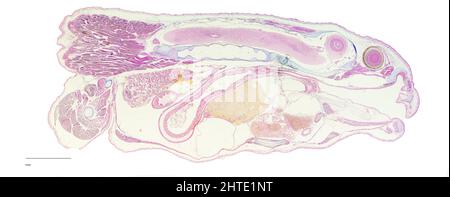 Tadpole Metamorphosis, A series of microscope slide sections taken of ...