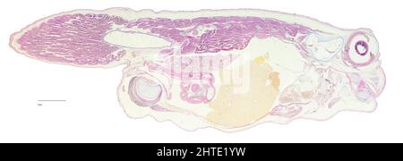 Tadpole Metamorphosis, A series of microscope slide sections taken of ...