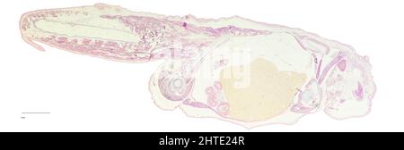 Tadpole Metamorphosis, A series of microscope slide sections taken of ...