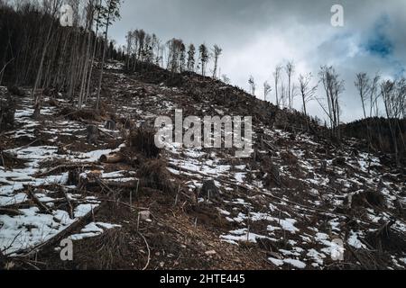 Slope after forest deforestation and logging in the Alpine mountain ...