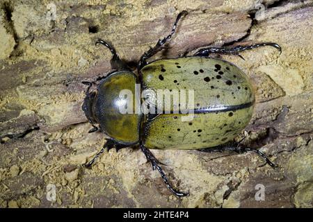The Dynastes tityus, or eastern Hercules beetle, was photographed in ...