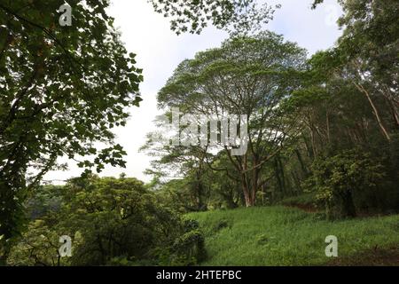 A Monkeypod Tree in a rainforest in the Lihue-Koloa Forest Reserve on ...
