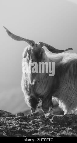 A vertical grayscale shot of a mountain goat with its baby on a field ...