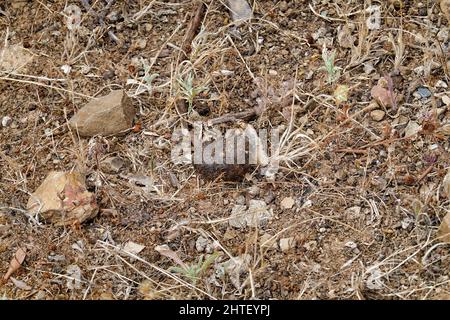 Dog excrement on the ground with stones, brown poop, do not step on ...