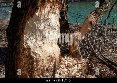 Biberbiss . Baumstamm . Beaver bite . Tree Stock Photo - Alamy