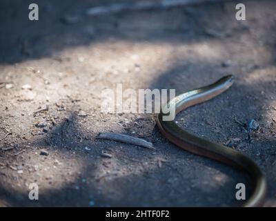 Closeup of a thunder snake crawling on the ground Stock Photo - Alamy