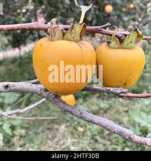 Orange permission fruits on the branch Stock Photo - Alamy