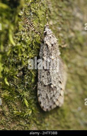 A March dagger moth (Diurnea fagella) also known as the March tubic ...