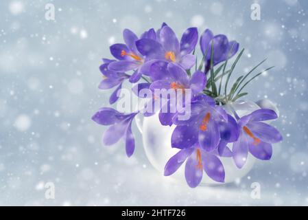 First spring purple flower. Snowy background with copy space Stock ...