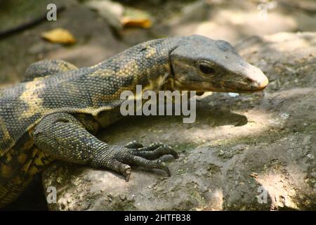 Tropical rainforest in the Sierra Madre del Sur Mountains of Oaxaca ...