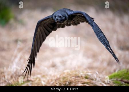 The great raven flies through the forest in search of food Stock Photo ...