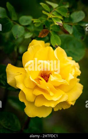 A vertical shot of a beautiful yellow flower Stock Photo - Alamy