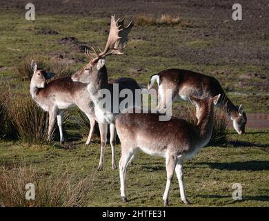 European fallow deer (Dama dama) three foraging does / females hiding ...