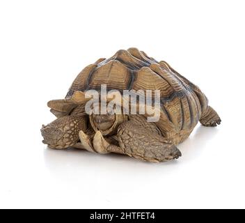Thirteen year old male ridged turtle or Sulcata with a chihuahua on its ...