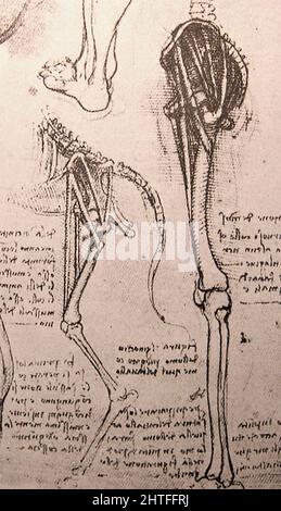 Drawing of the comparative anatomy of the legs of a man and a dog c ...