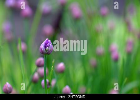 Closeup shot of buds of chives blooming Stock Photo - Alamy