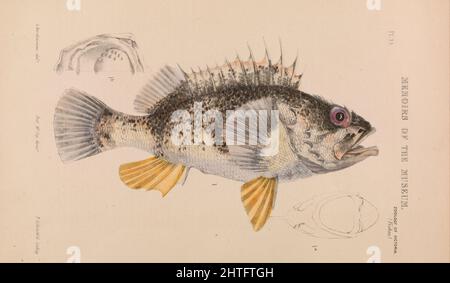 'Ocean Perch, Helicolenus percoides' by Arthur Bartholomew depicts the ...