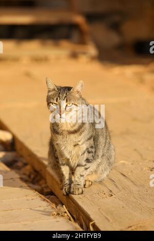 Cat - lovely kitty within a beautiful summer scenery Stock Photo - Alamy