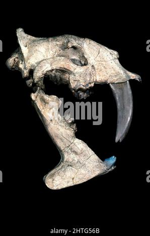 True Saber Tooth Cat Skull Eusmilus South Dakota Middle Oligocene Stock ...