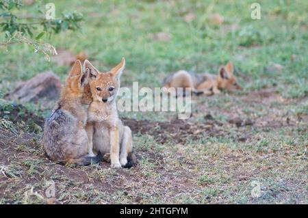 View of beautiful little jackals in a field on a sunny day Stock Photo ...