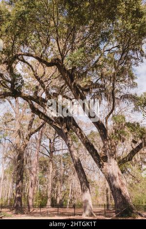 Majestic oak trees are key symbols of the South Carolina lowcountry ...