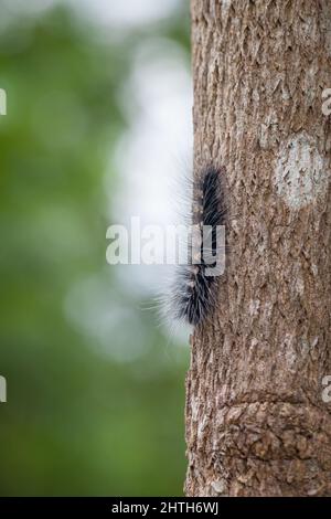 Stinging Nettle Slug Caterpillar or the Cup Moth Caterpillar (Setora ...