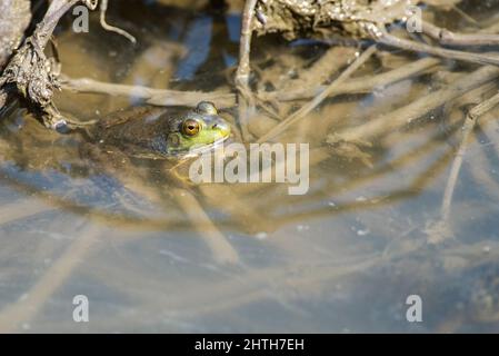A green American bull frog is resting floating in a pond Stock Photo ...