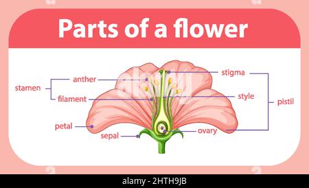 Flower parts diagram clipart design. Flower anatomy and infographic clip art with petals, stigma ...