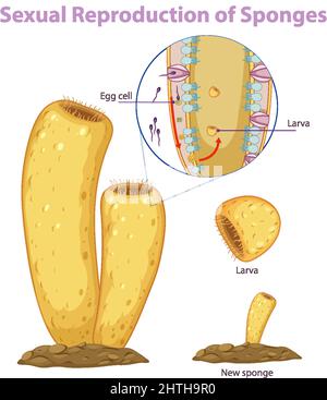 Diagram showing reproduction in sponges illustration Stock Vector Image ...