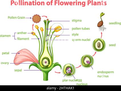 Diagram of pollination of flowering plants illustration Stock Vector ...