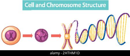 Cell and Chromosome Structure infographic illustration Stock Vector ...
