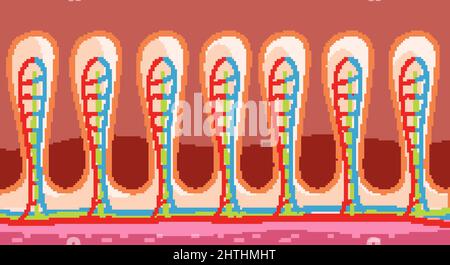 Diagram showing intestinal villus structure illustration Stock Vector ...