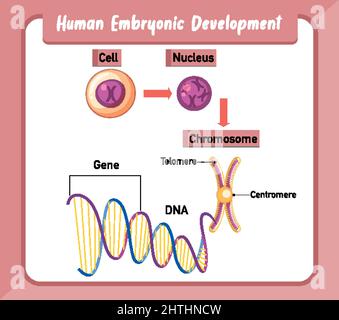 Biological illustration of human embryonic development - Different four ...