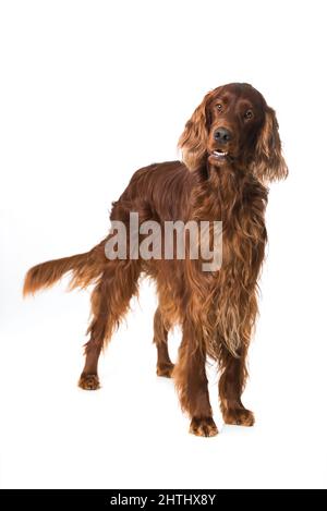 Irish red setter isolated on white background Stock Photo - Alamy