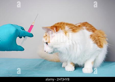 Veterinarian giving injection to tabby cat Stock Photo - Alamy