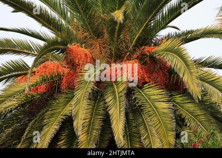 date or date palm, Echte Dattelpalme, Datteln, Phoenix dactylifera ...