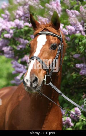 Beautiful Budyonny horse in front of flowering pipe-tree Stock Photo ...