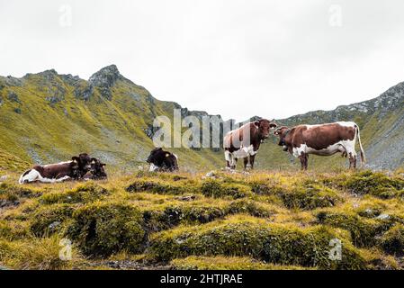 Domestic cows pasturing on grassy meadow near green forest against ...