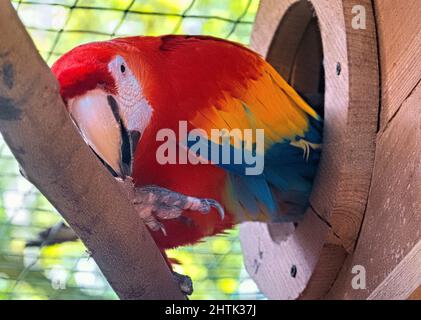 Scarlet macaw (Ara macao) peeking from his perch, Copan, Honduras Stock ...