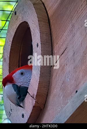 Scarlet macaw (Ara macao) peeking from his perch, Copan, Honduras Stock ...