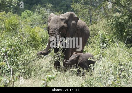 Child elephant animal nature outdoor forest tree log girl happy young ...