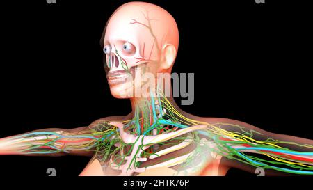 lymphatic system of female body anatomy in x-ray form Stock Photo - Alamy