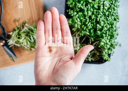 A hand holding a tiny leaf of freshly cut arugula microgreens sprouts ...